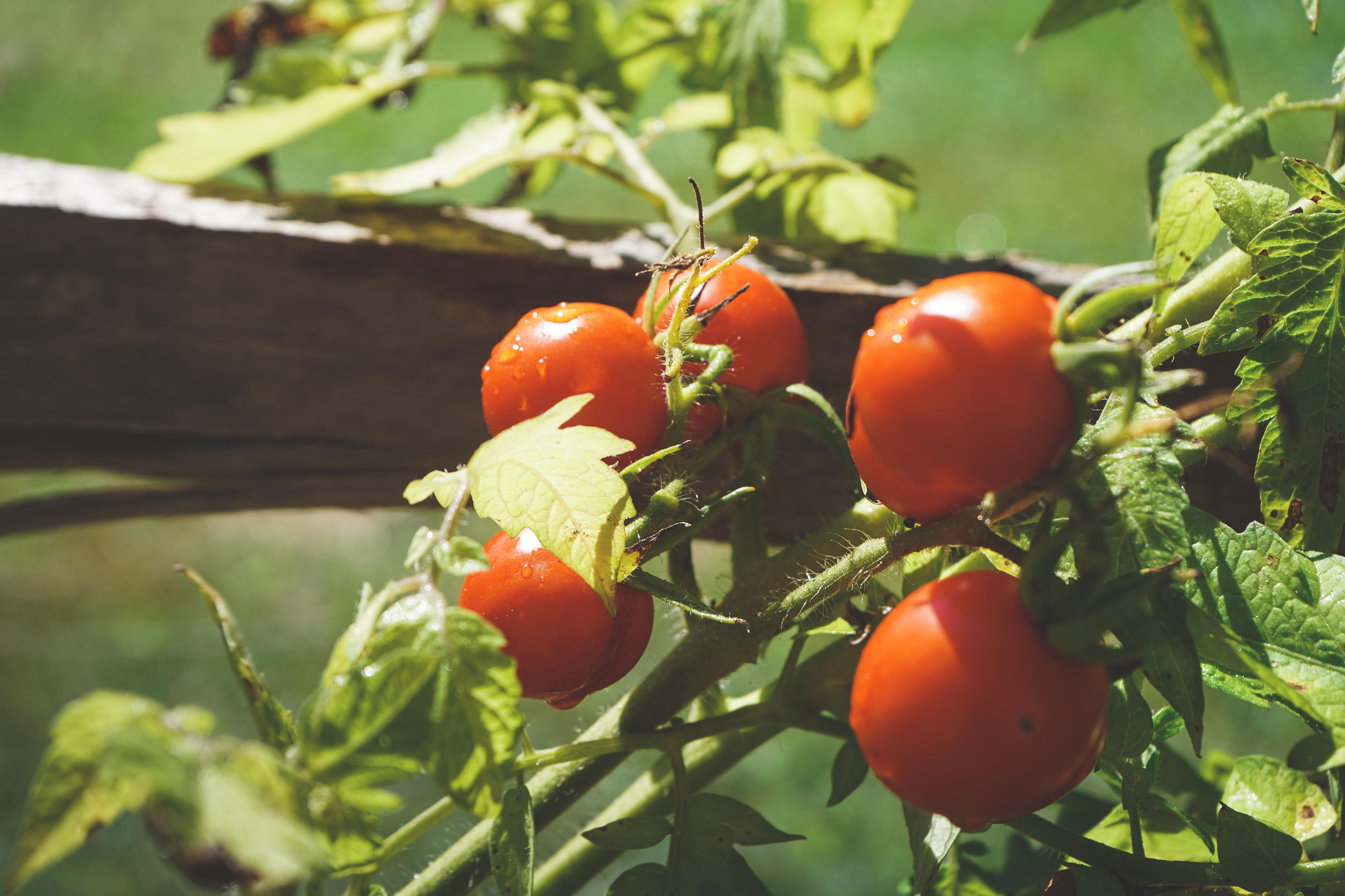 Tomaten: die richtige Pflege - Museum Aargau