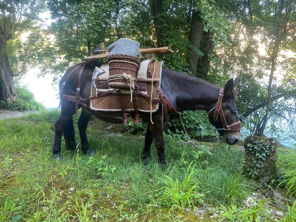 Wie ein Maultier Rom zum Weltreich machte - Museum Aargau